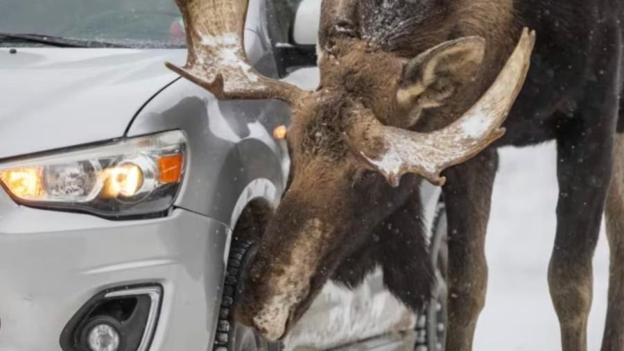 Alces estão lambendo os pneus dos carros no canadá e isso é preocupante| ConteudoAnimal.com.br