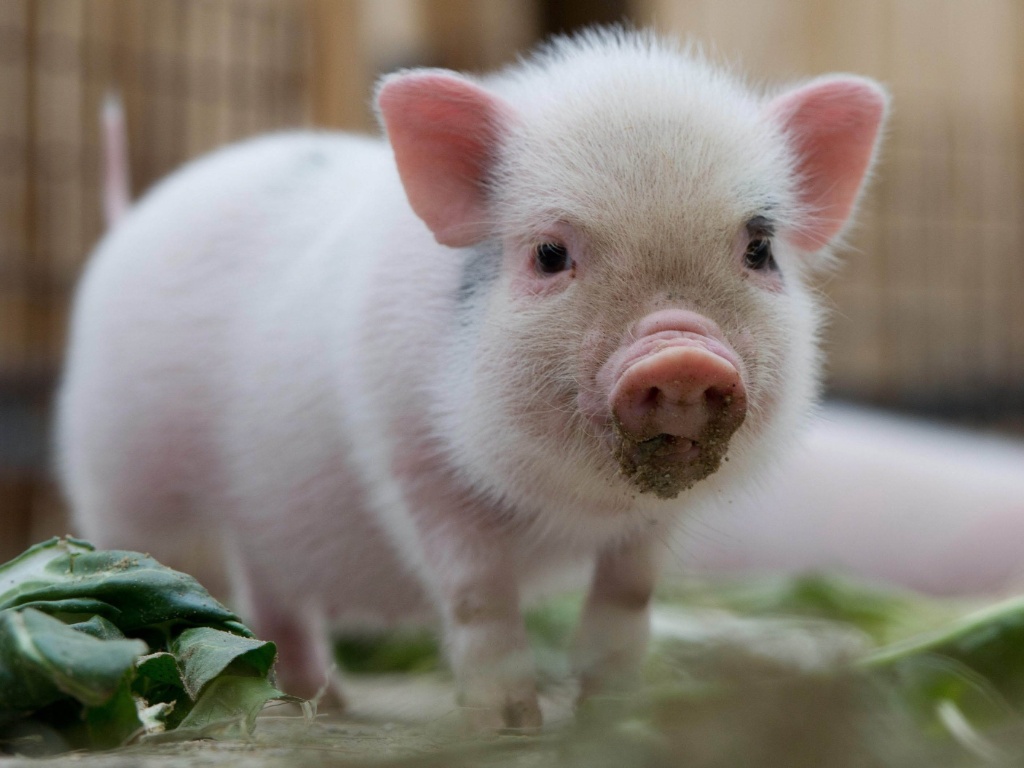 Porco Miniatura; Porcos Miniatura; Miniatura de Suíno; Miniaturas de ...