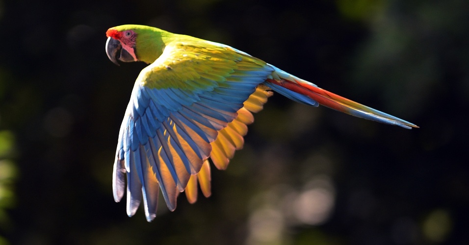 arara azul - Pesquisa Google | Macaw, Parrot, Endangered