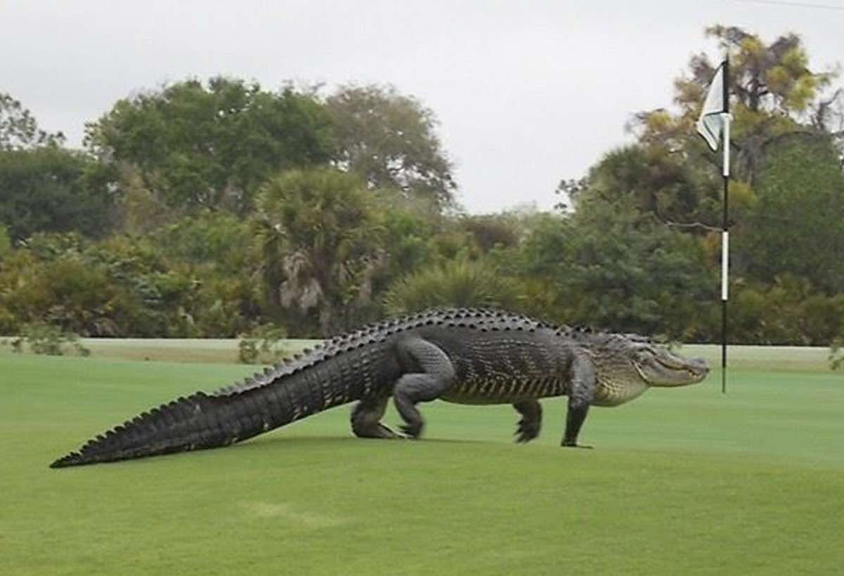 Crocodilo gigante invade campo de golfe na Flórida - Esporte - UOL Esporte