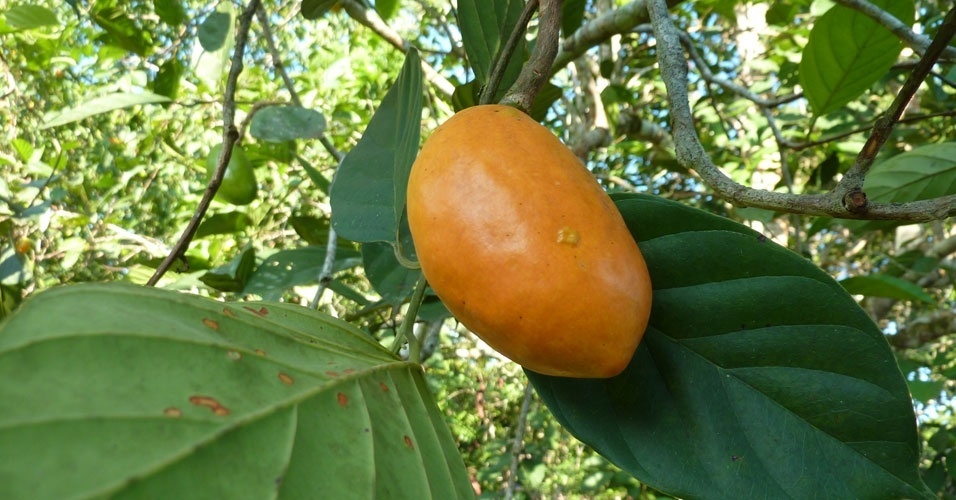 Pin em Jardins, plantas, frutos e flores