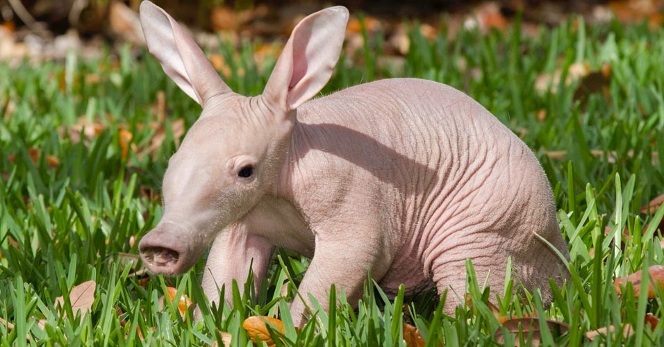 26 animais tão feios que parecem desastres da natureza - BOL Fotos ...