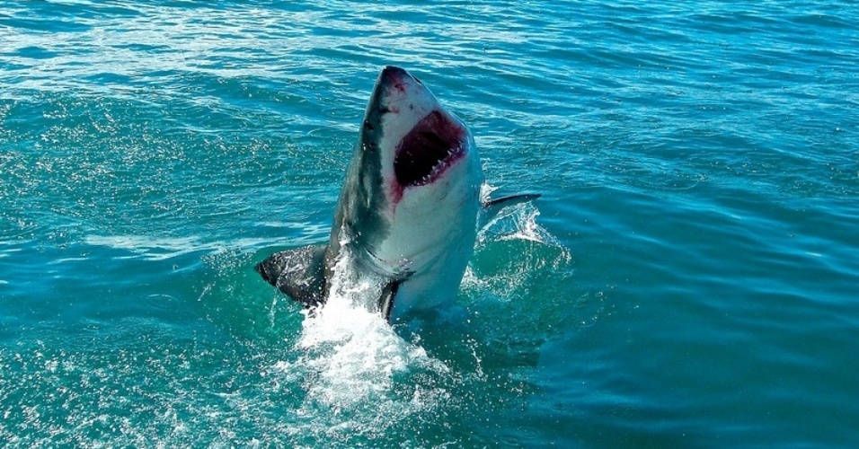 Na África do Sul, turista faz foto assustadora de tubarão-branco | Você ...