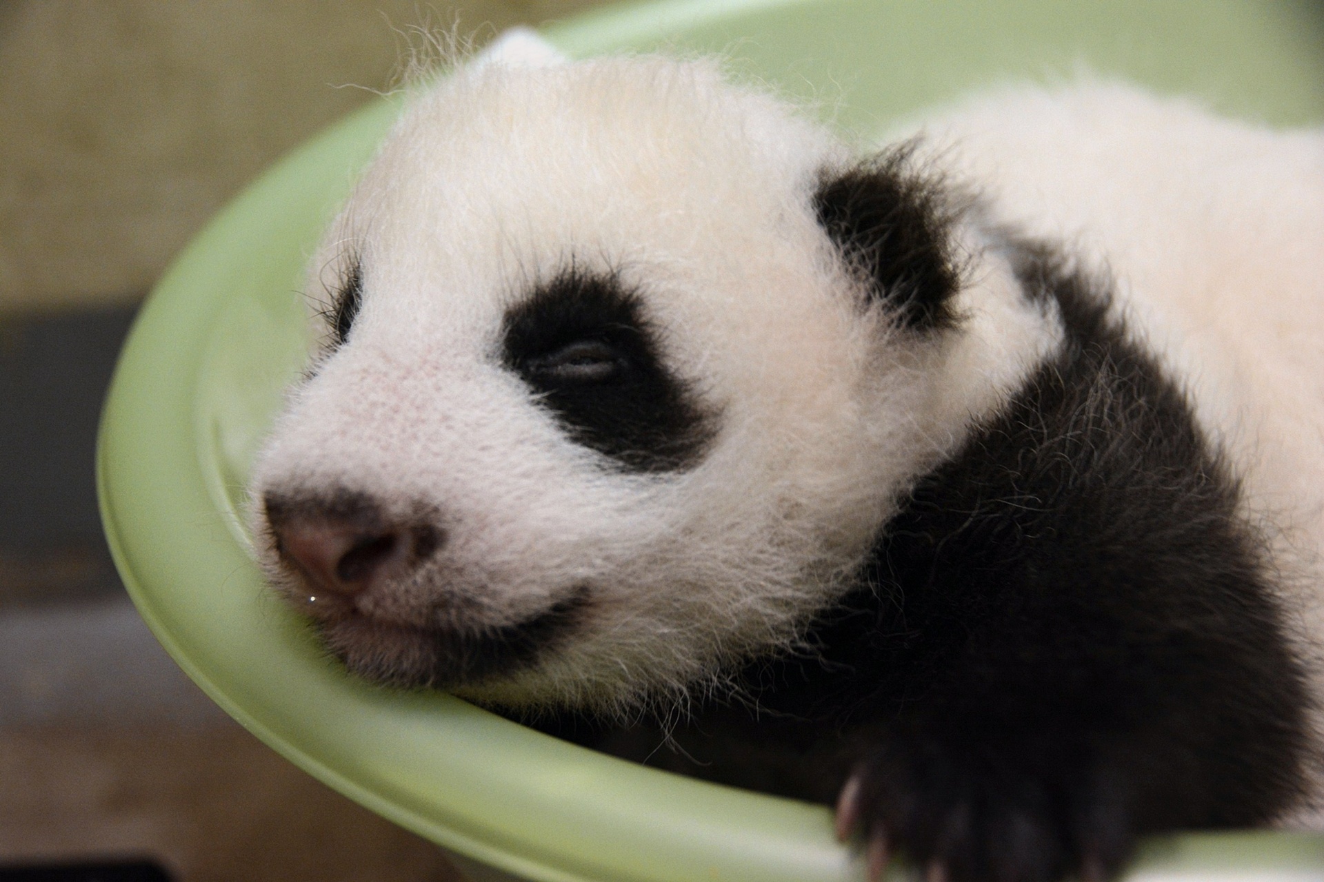 Veja fotos de filhotes fofos - Fotos - UOL Notícias