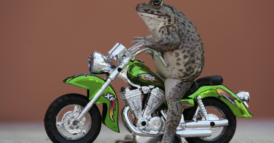 Sapo de moto - Imagui