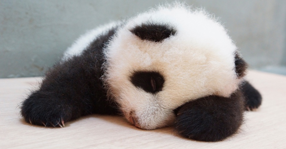 Bichos da semana - BOL Fotos - BOL Fotos