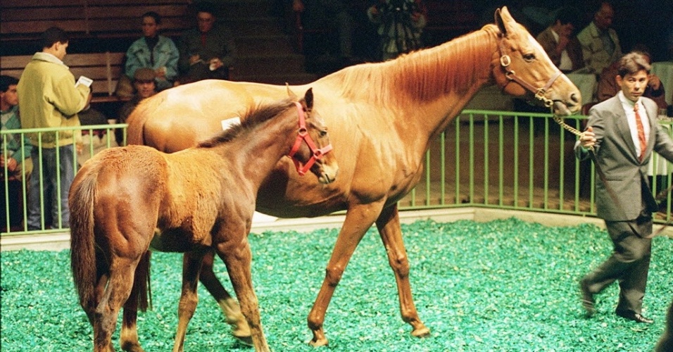 Cavalos cruzando - Imagui