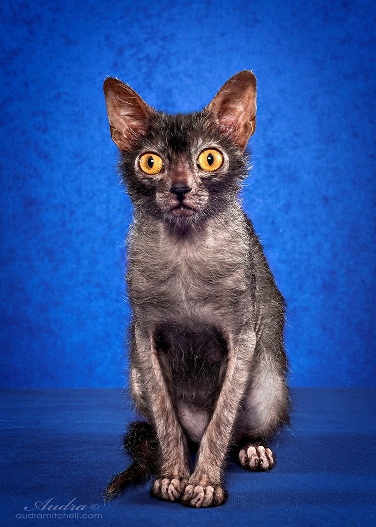 Gatos mutantes têm cara de lobisomem e podem ser nova raça - BOL Fotos ...