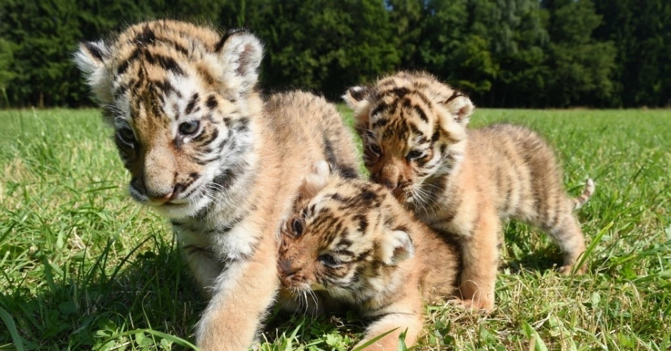 Filhotes de tigre-de-bengala brincam em fazenda na Alemanha - Fotos ...