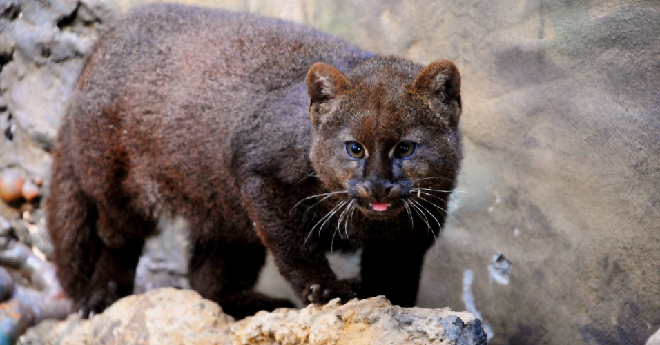 Conheça as oito espécies de felídeos brasileiros - Fotos - Meio Ambiente