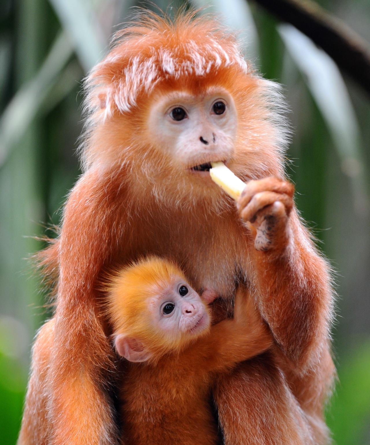 Bichos da semana - Fotos - UOL Notícias