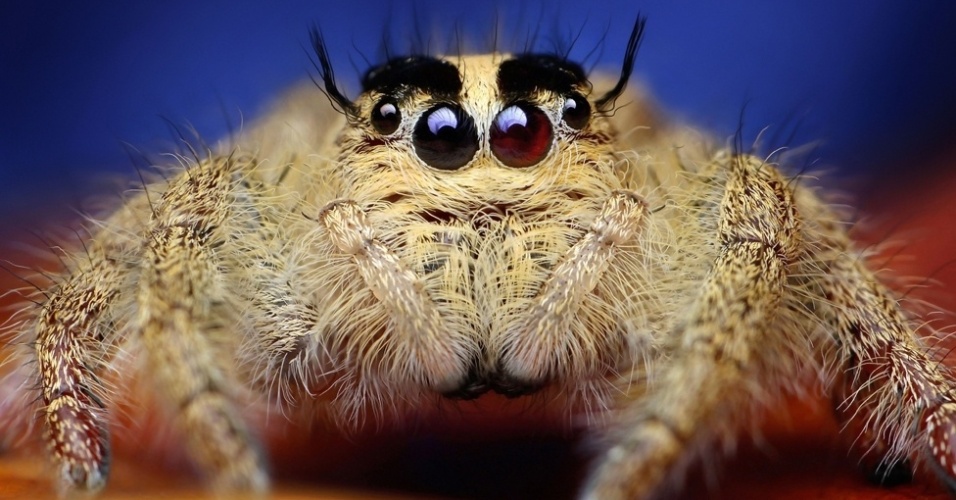 Fotógrafo indonésio registra closes coloridos de aranhas - Fotos - Ciência
